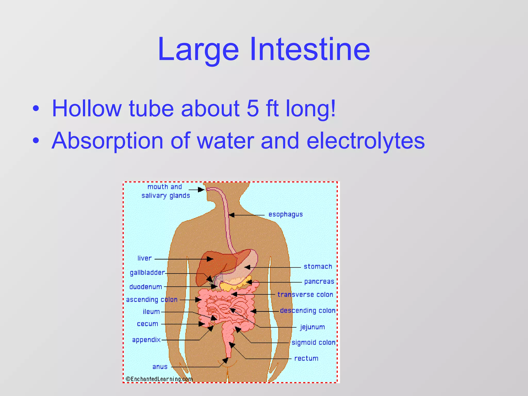 Jack murrell wright digestive system | PPT