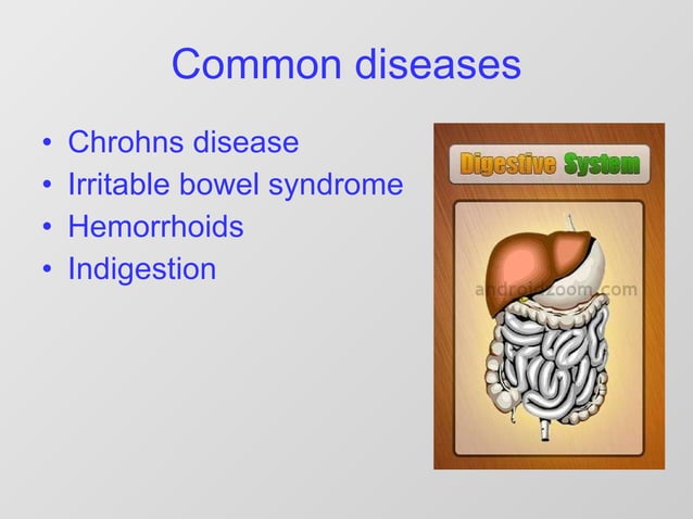 Jack murrell wright digestive system | PPT