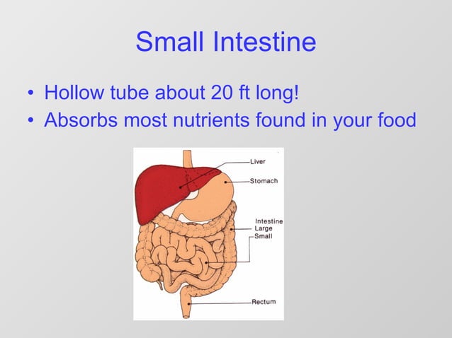Jack murrell wright digestive system | PPT