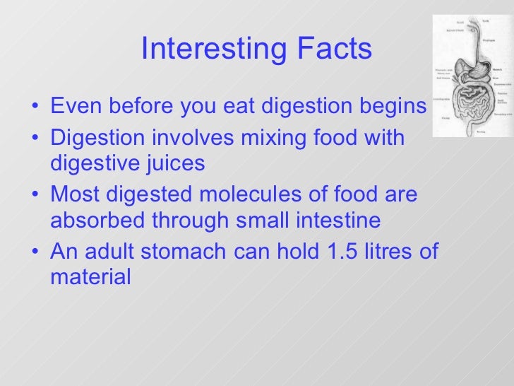 10 Facts About The Digestive System