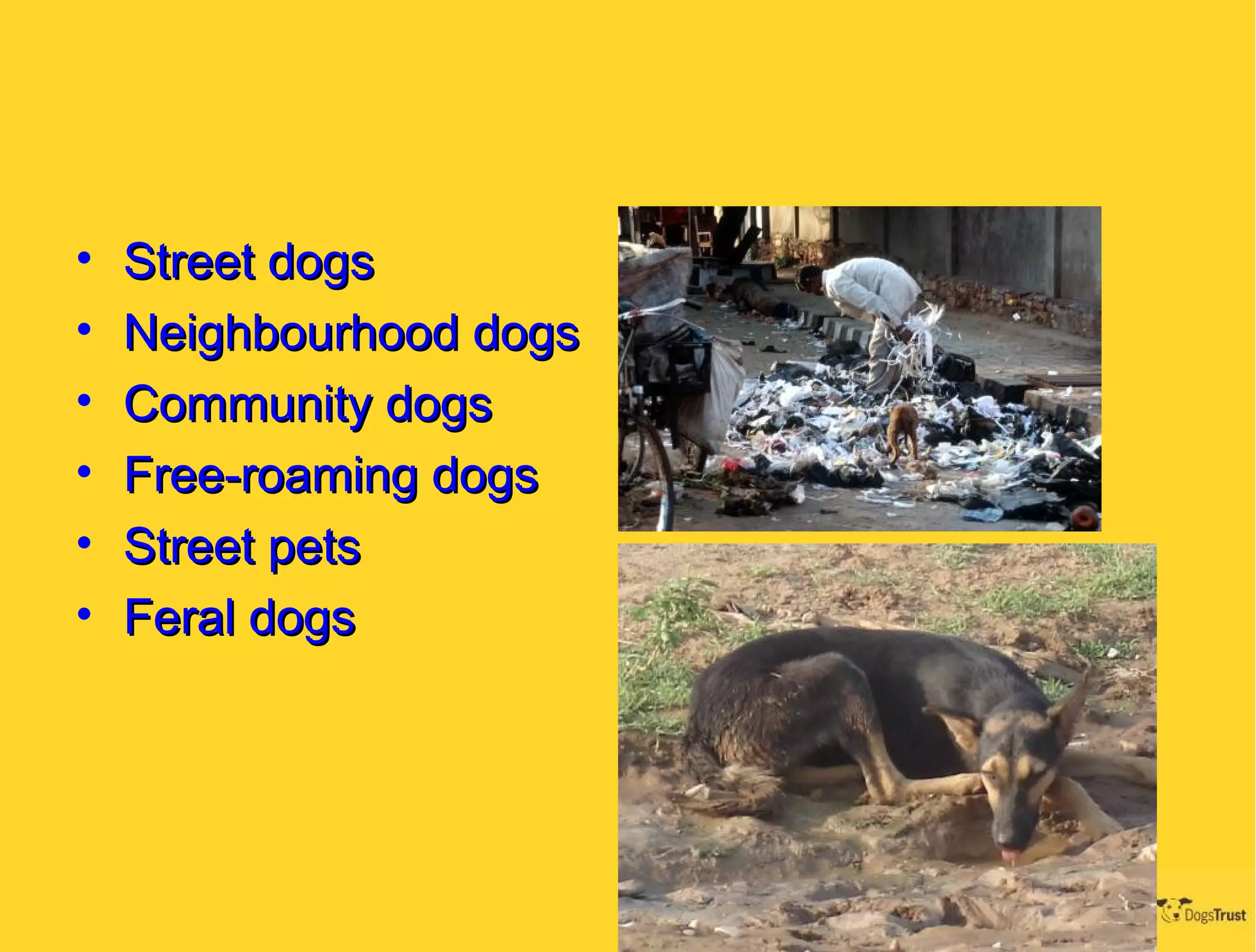 NDWC Chennai 2013 - Ecology of Stret Dogs, Rabies and Population ...