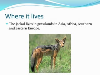 Jackals | PPTX
