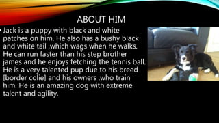 Jacky the dog | PPTX | Dogs | Pets