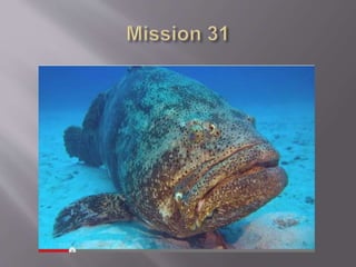 Jacques Cousteau | PPT