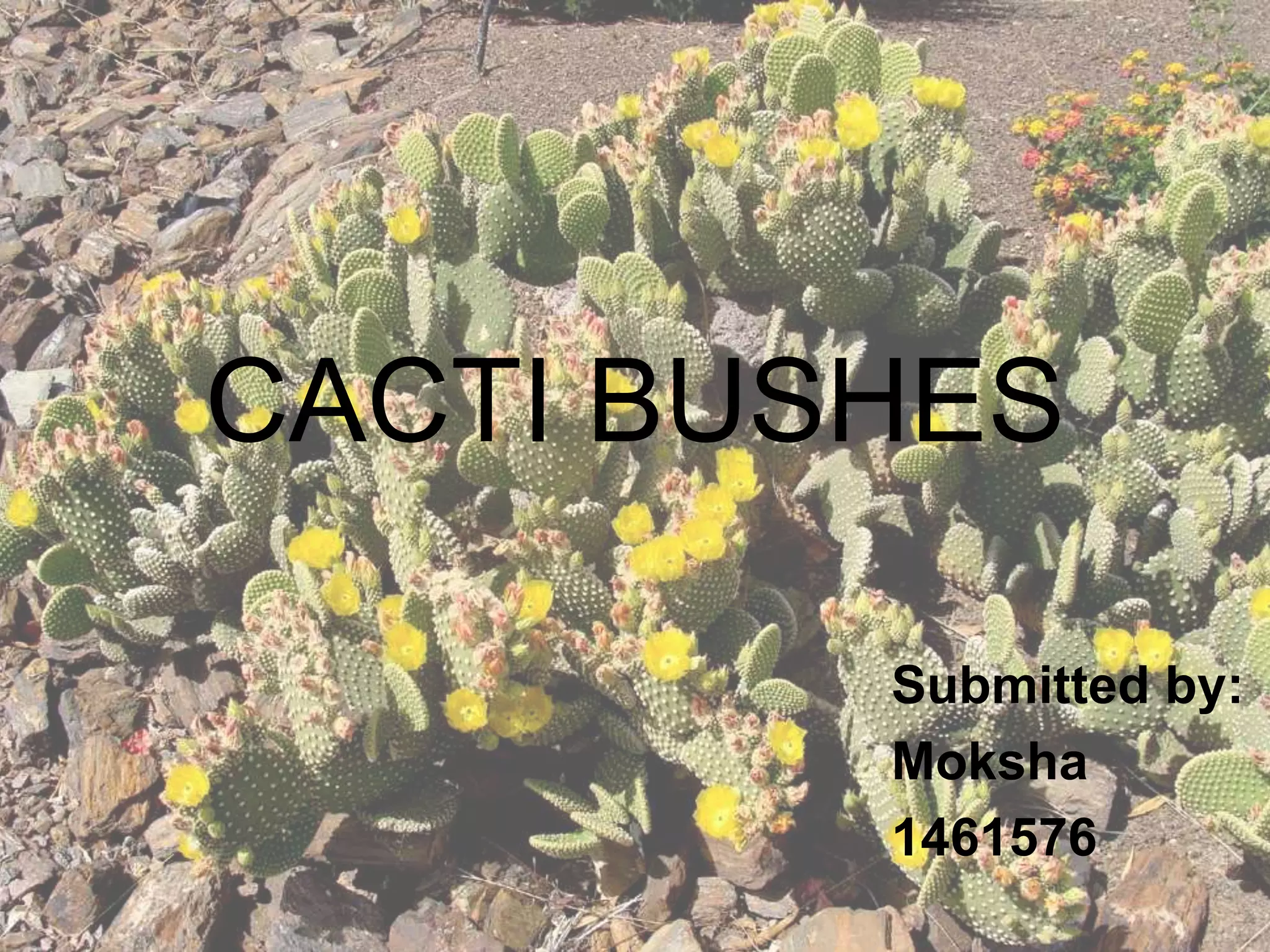 types of cactus | PPTX