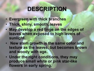 types of cactus | PPTX