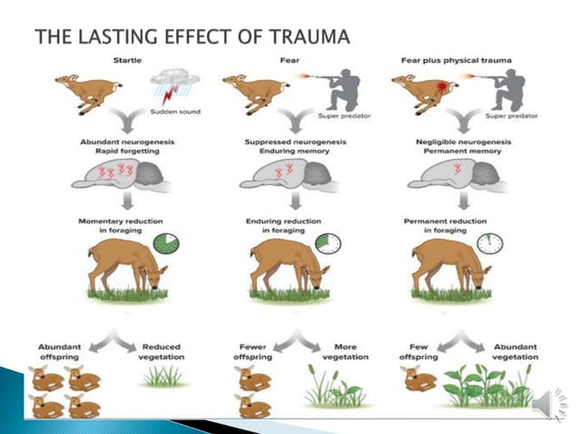Do animals suffer from post-traumatic stress? | PPT