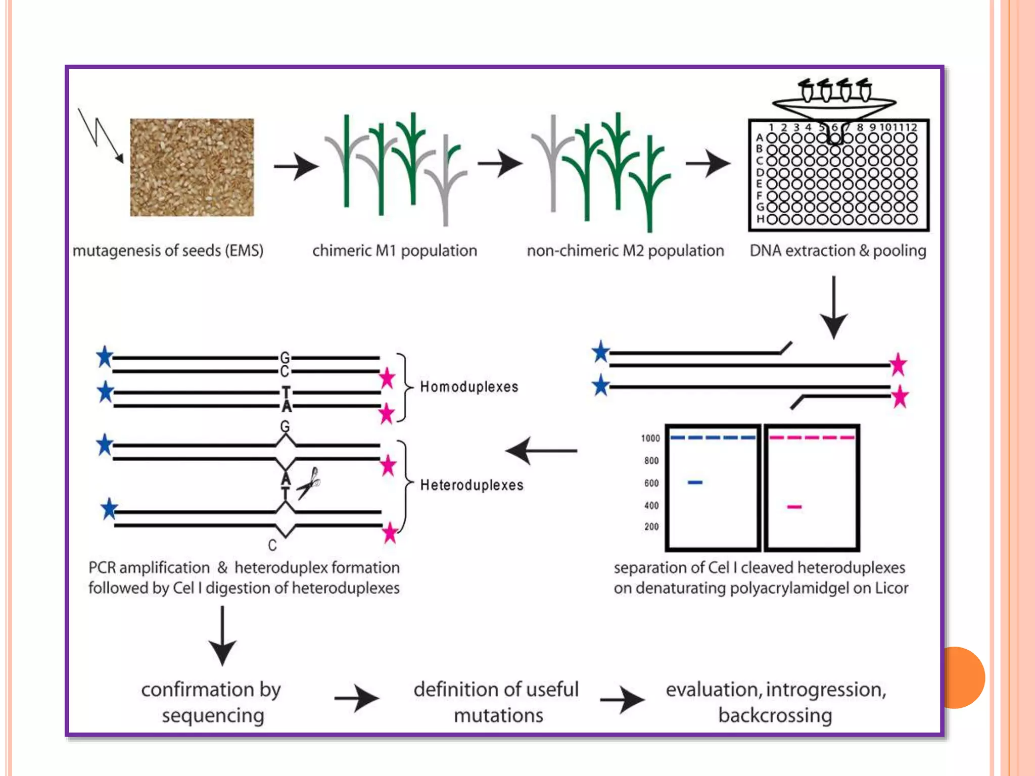 TILLING & Eco-TILLING : Reverse Genetics Approaches for Crop ...