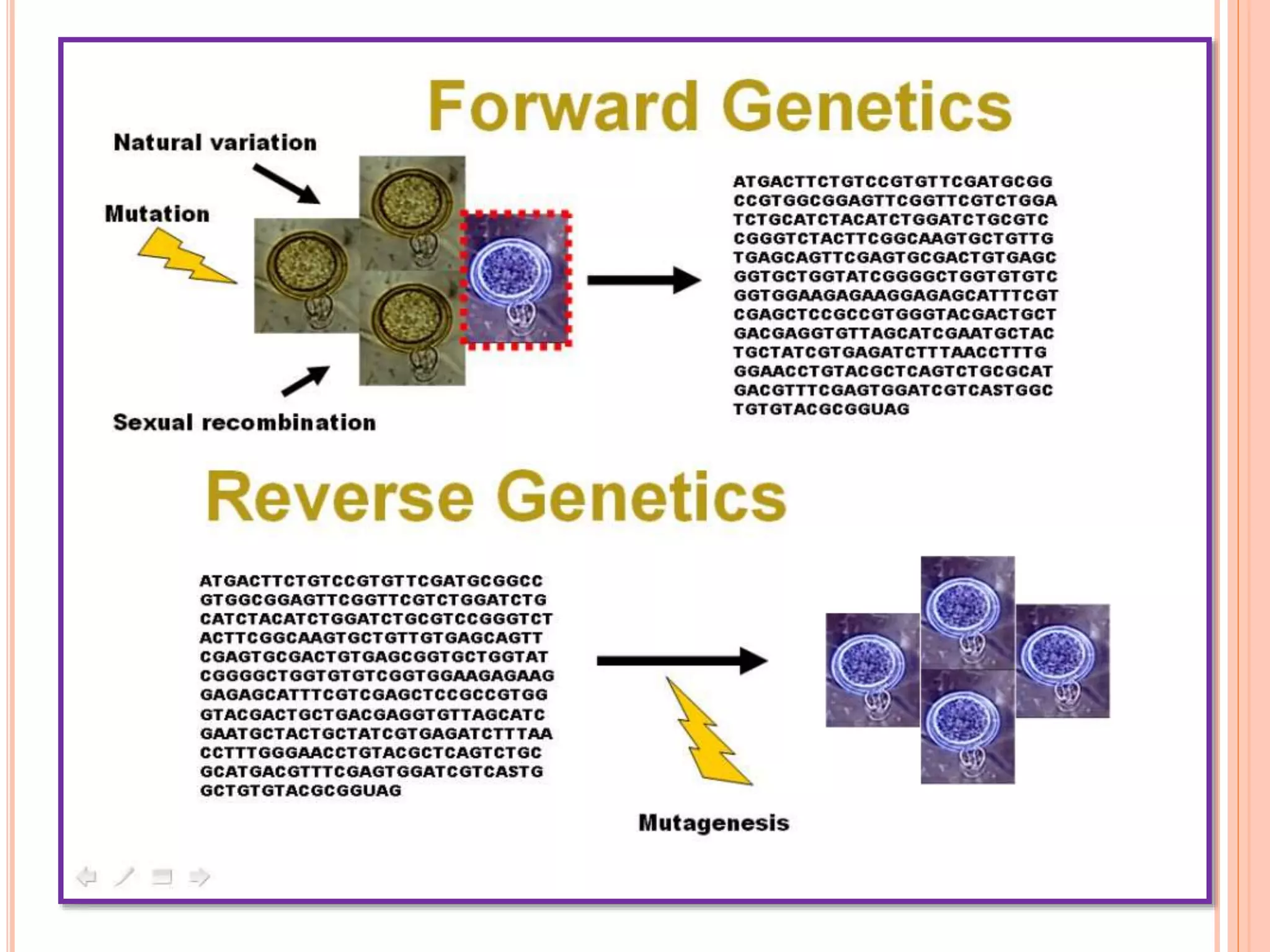TILLING & Eco-TILLING : Reverse Genetics Approaches for Crop ...