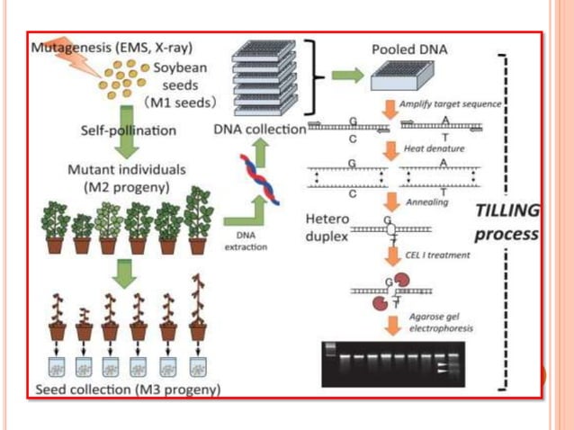 TILLING & Eco-TILLING : Reverse Genetics Approaches for Crop ...