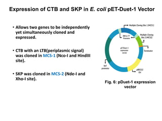 Enhancement Soluble of Recombinant Cholera Toxin B by Co-expression ...