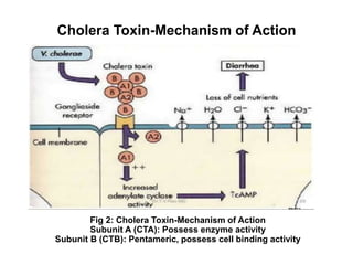 Enhancement Soluble of Recombinant Cholera Toxin B by Co-expression ...
