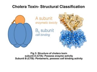 Enhancement Soluble of Recombinant Cholera Toxin B by Co-expression ...