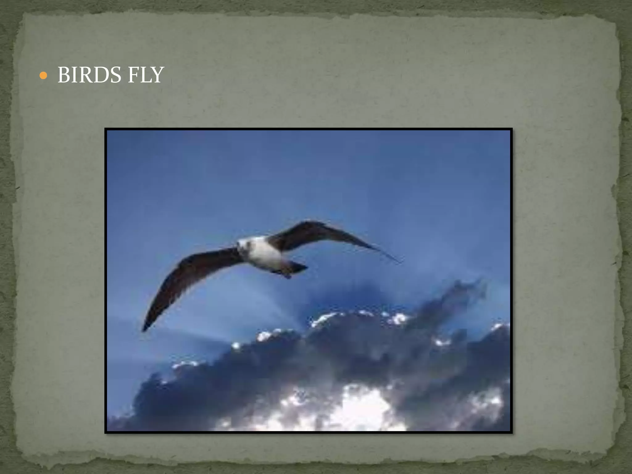 The birds. Víctor. 2nd grade. | PPT