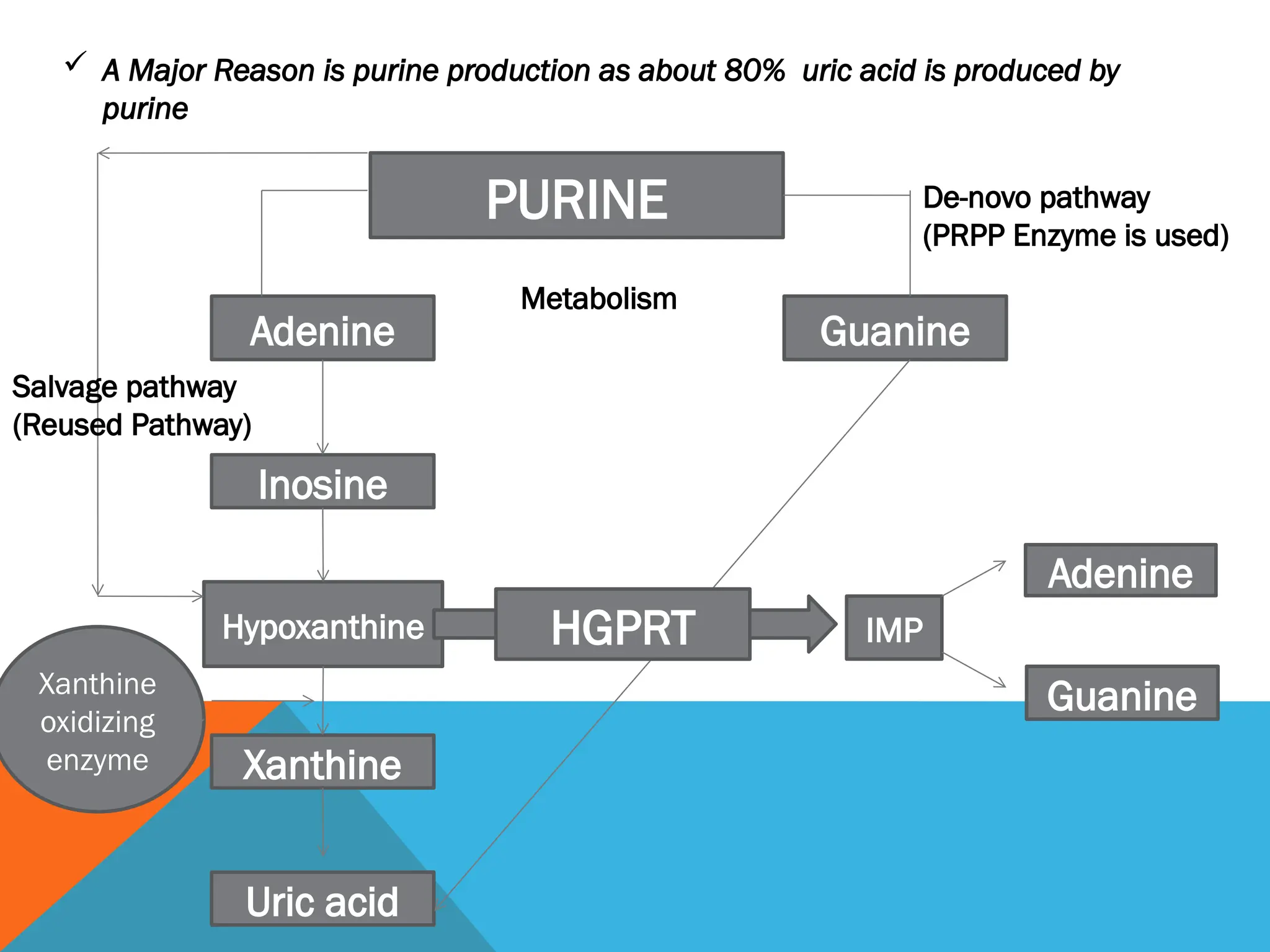 Pathophysiology of Gout: Unraveling the Mechanisms Behind the Crystal ...
