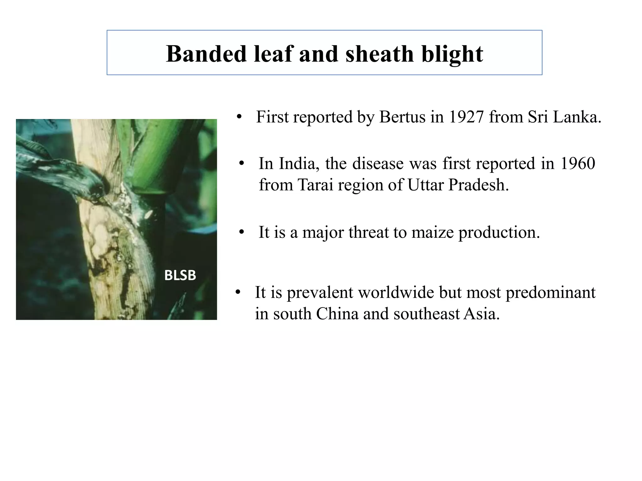 management strategies of banded leaf and sheath blight disease of maize | PPTX