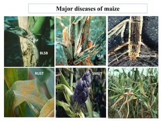 management strategies of banded leaf and sheath blight disease of maize ...
