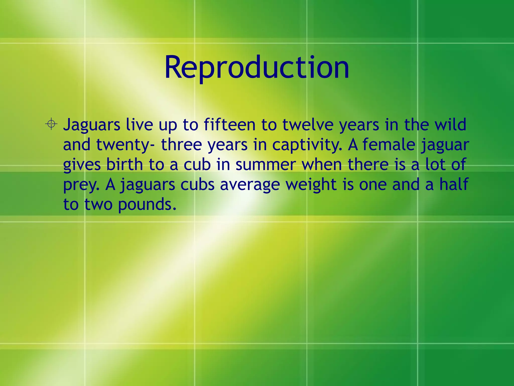 Jaguar | PPT
