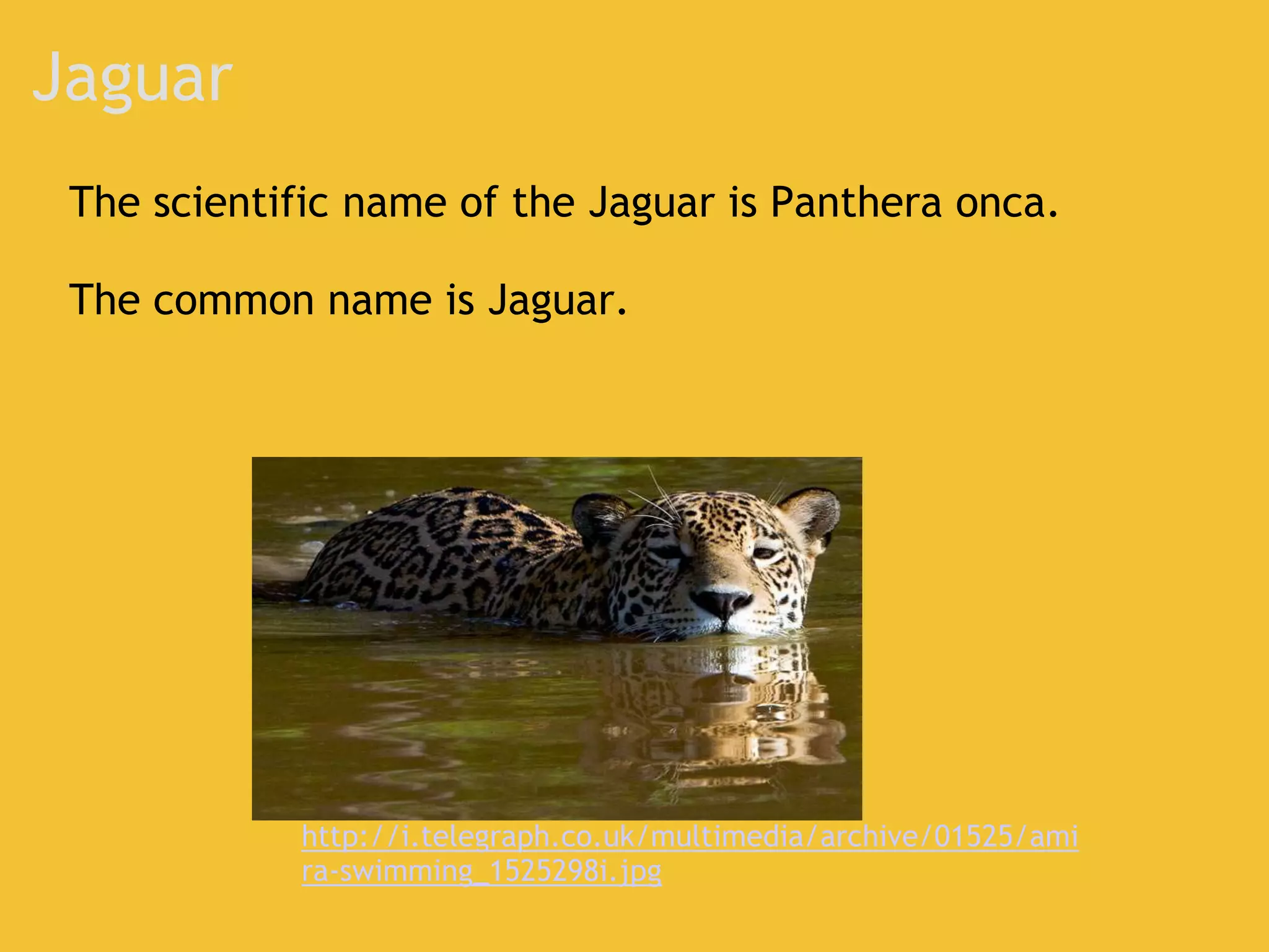 Zach Shimek Per. 6 Jaguar | PPTX