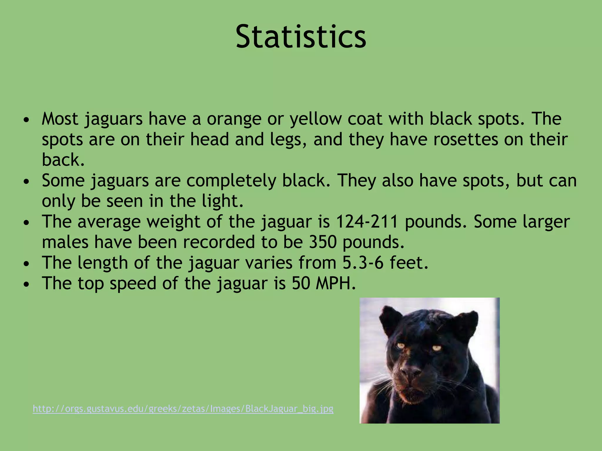 Zach Shimek Per. 6 Jaguar | PPT