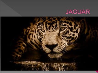 Jaguar | PPT