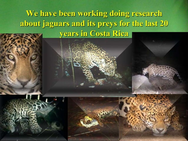 Jaguar Conservation Program | PPTX | Biological Sciences | Science