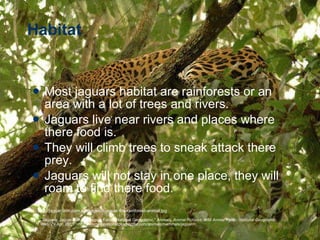 Jaguars | PPT