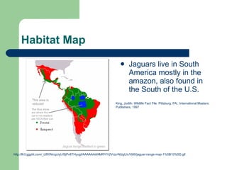 Map Of Where Jaguars Live