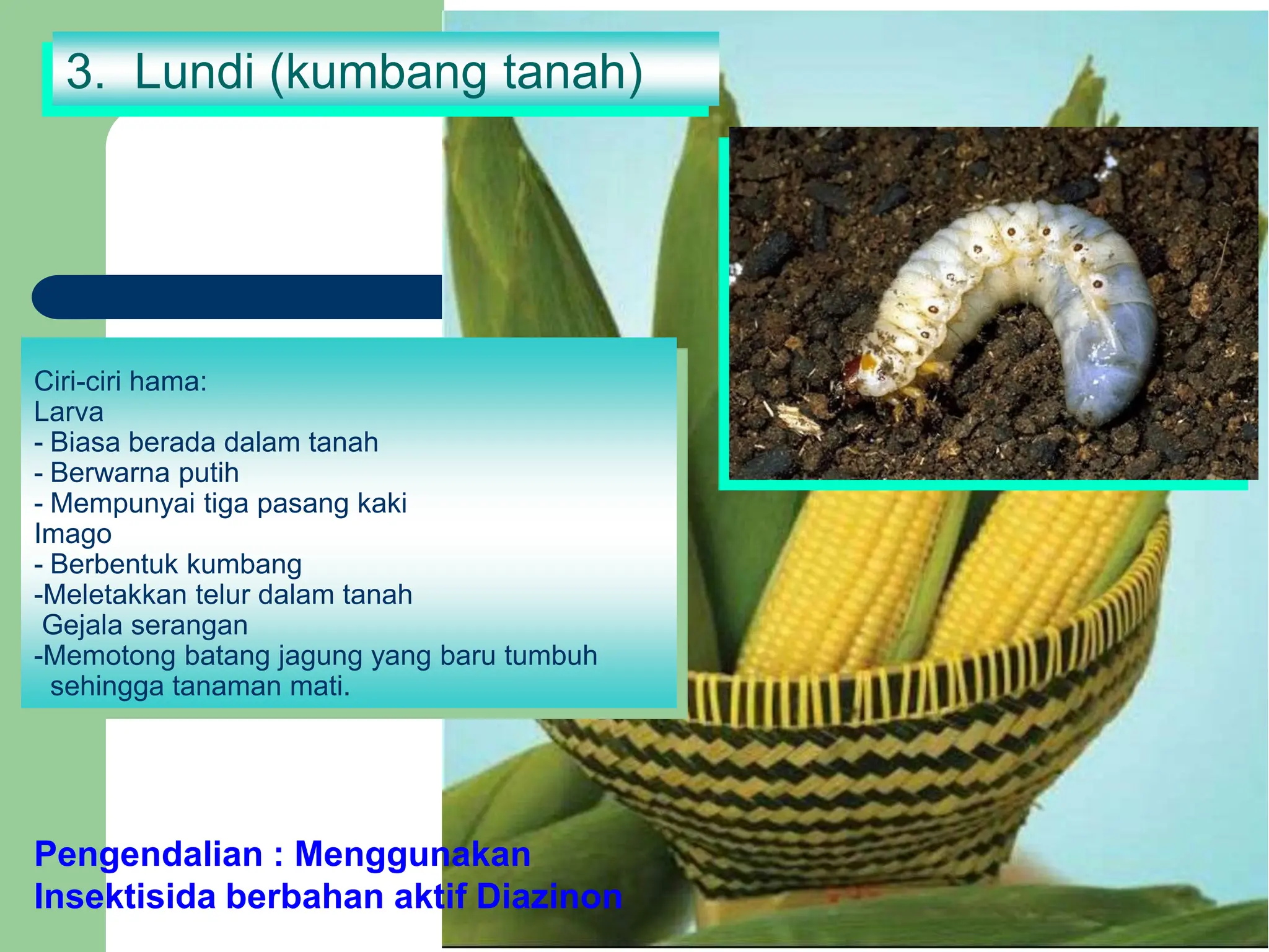 Sukses Budidaya Jagung Manis hibrida .ppt