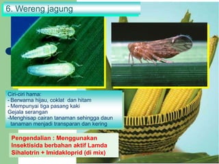 Sukses Budidaya Jagung Manis hibrida .ppt