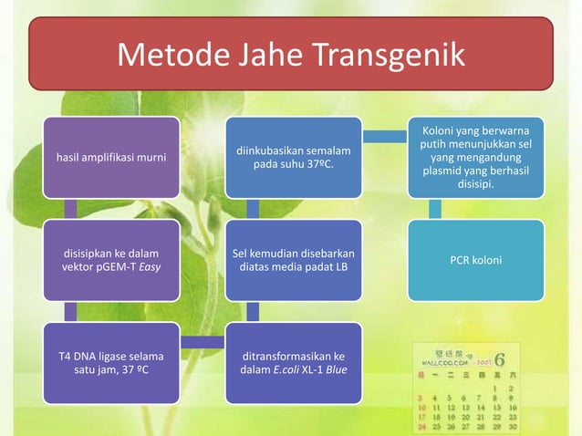 Jahe transgenik | PPTX
