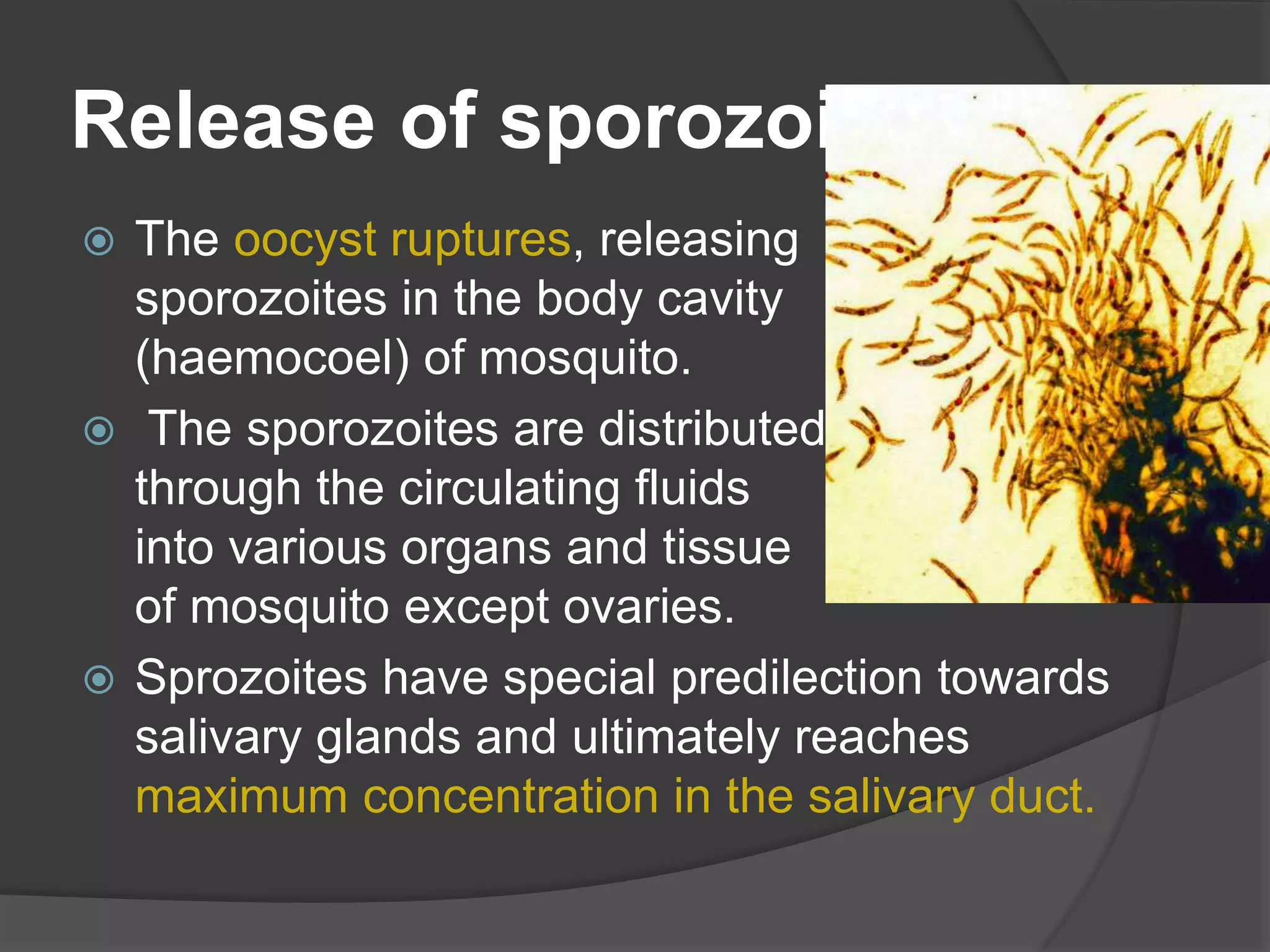 Malarial parasite: morphology and lifecycle -mosquito phase | PPTX