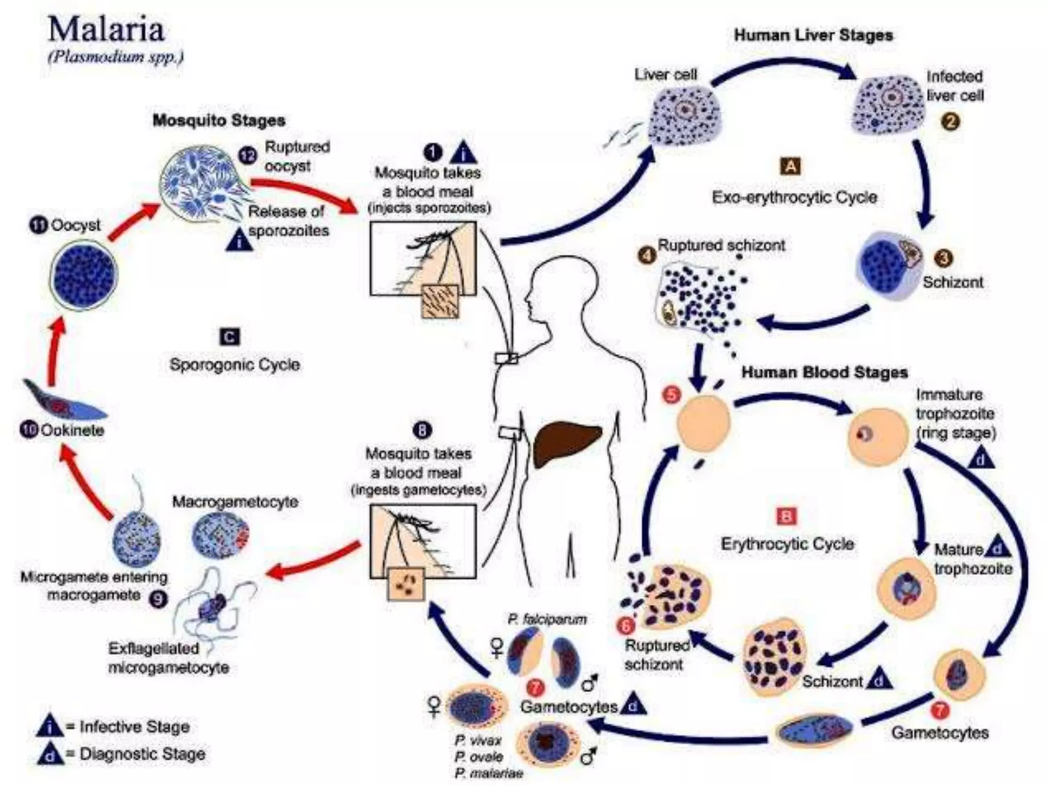 Malarial parasite: morphology and lifecycle -mosquito phase | PPTX