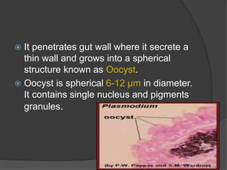 Malarial parasite: morphology and lifecycle -mosquito phase | PPTX