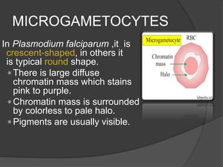 Malarial parasite: morphology and lifecycle -mosquito phase | PPTX