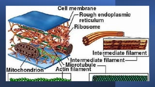 Cytoskeleton: Structure and Functions By Jahnvi Singh | PPTX