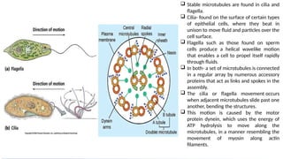 Cytoskeleton: Structure and Functions By Jahnvi Singh | PPTX