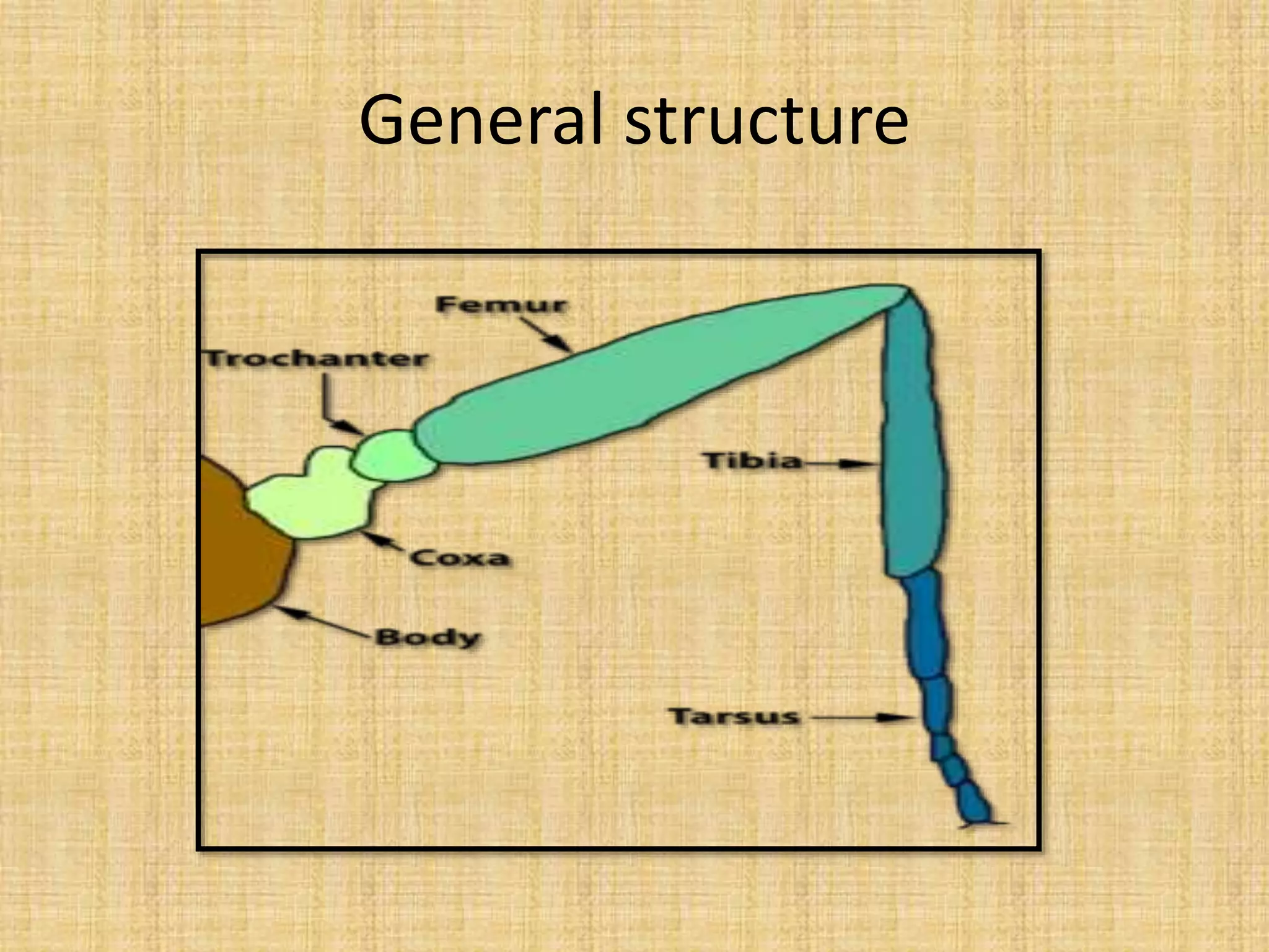 Insect Legs.pdf