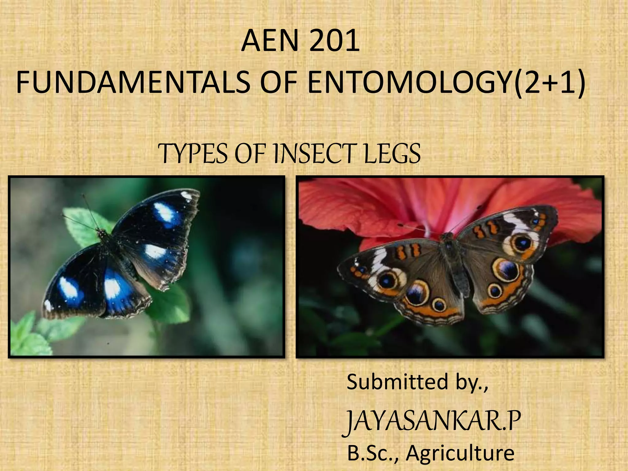 TYPES OF INSECT LEGS | PPTX | Beekeeping | Hobbies & Interests
