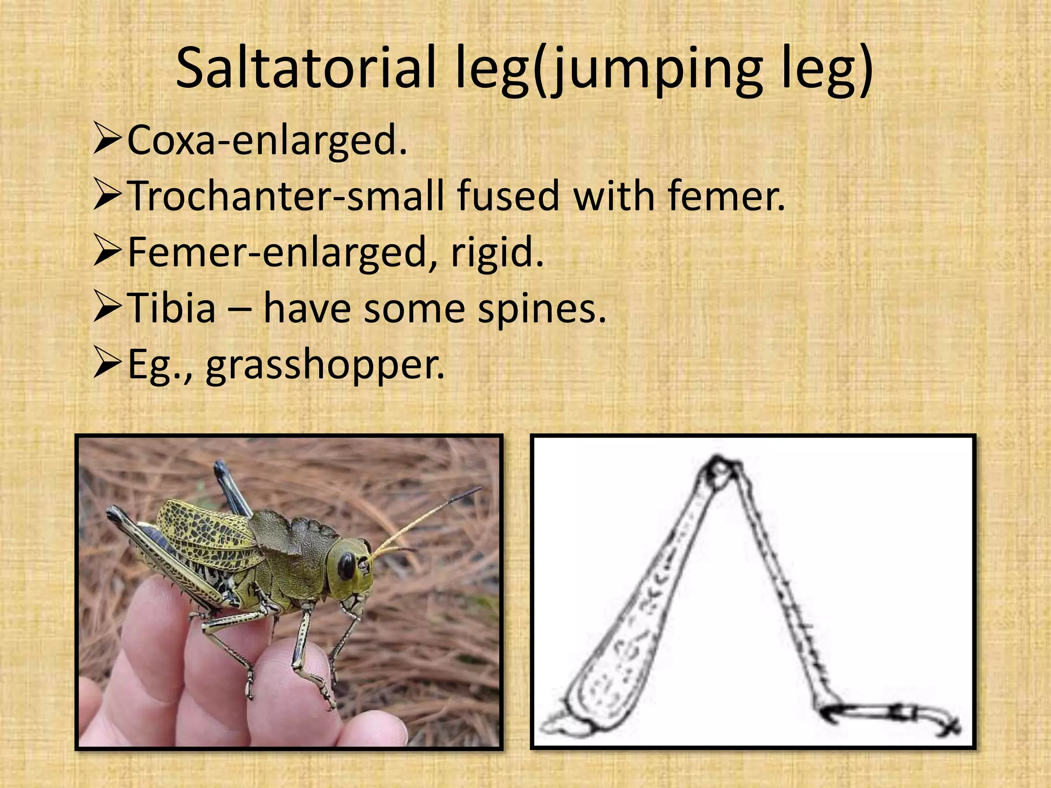 TYPES OF INSECT LEGS | PPTX