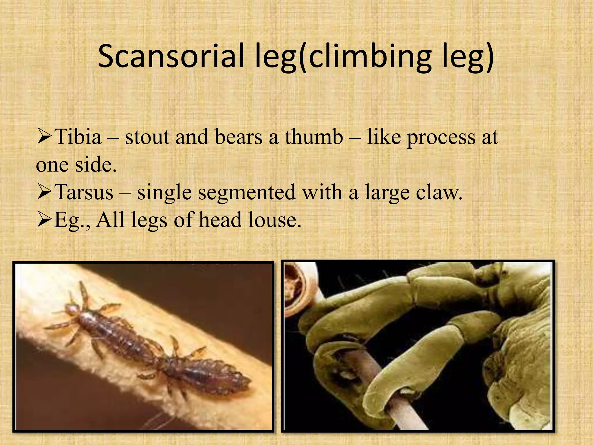 TYPES OF INSECT LEGS | PPTX