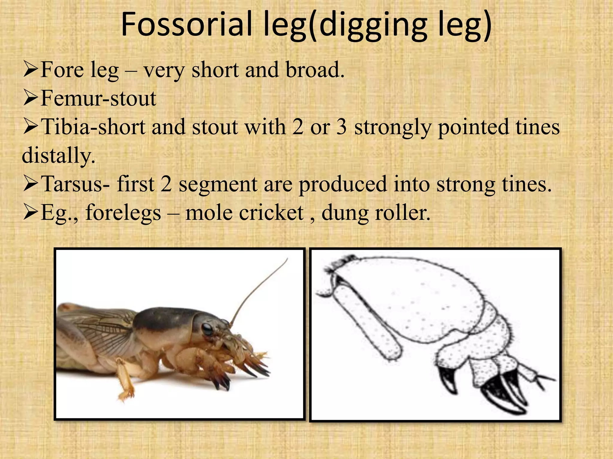TYPES OF INSECT LEGS | PPTX
