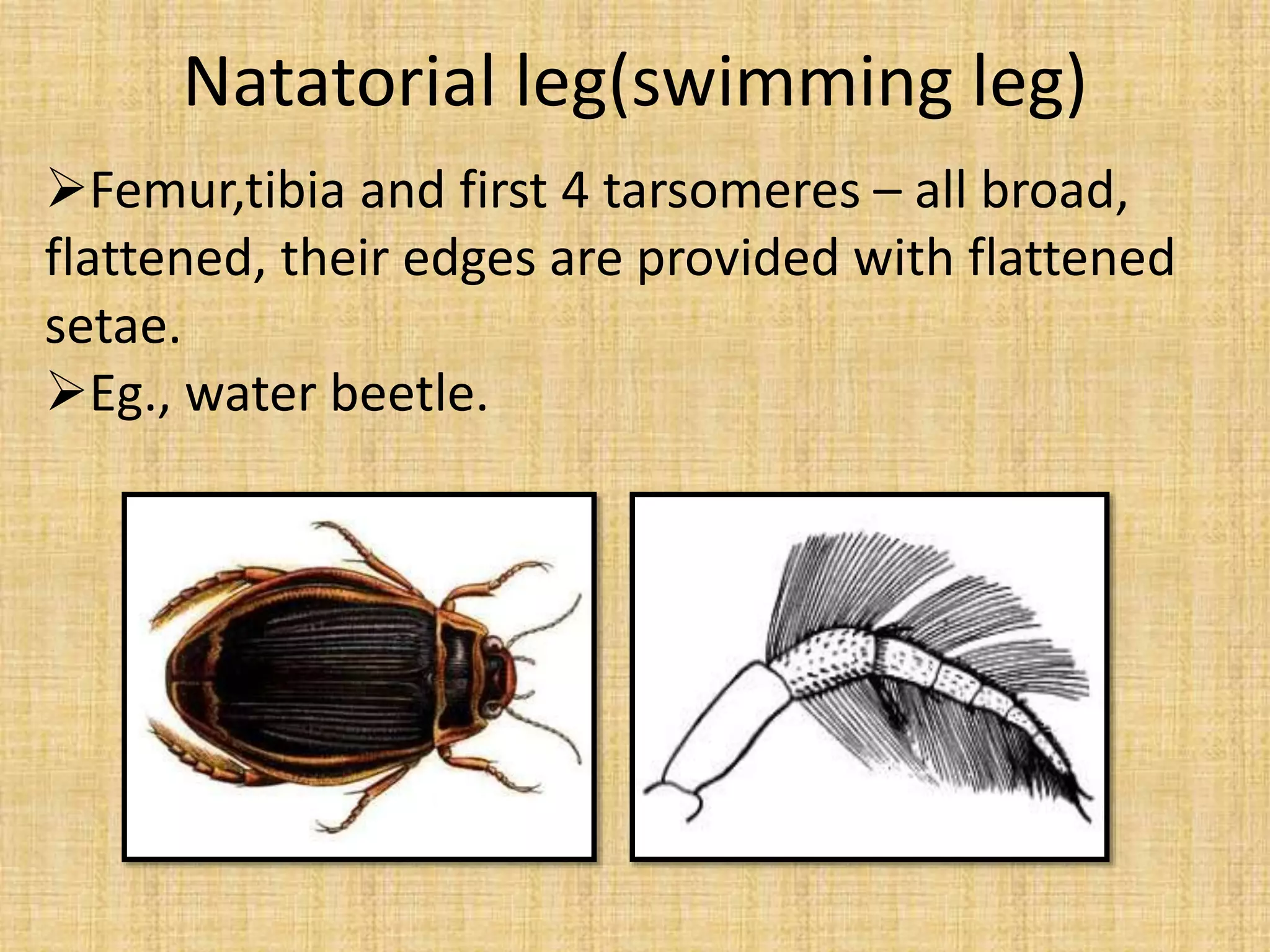 TYPES OF INSECT LEGS | PPTX | Beekeeping | Hobbies & Interests