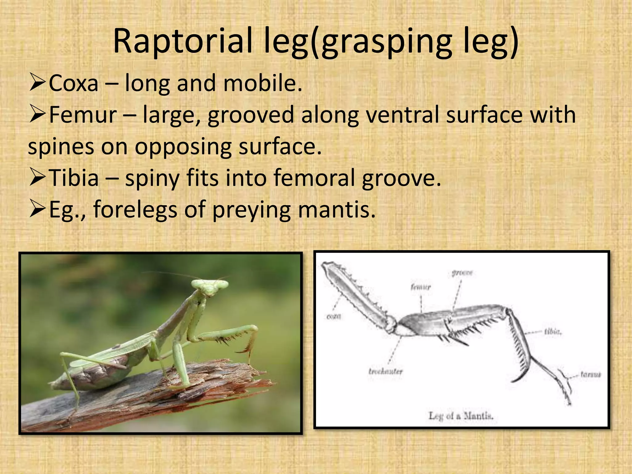 TYPES OF INSECT LEGS | PPTX