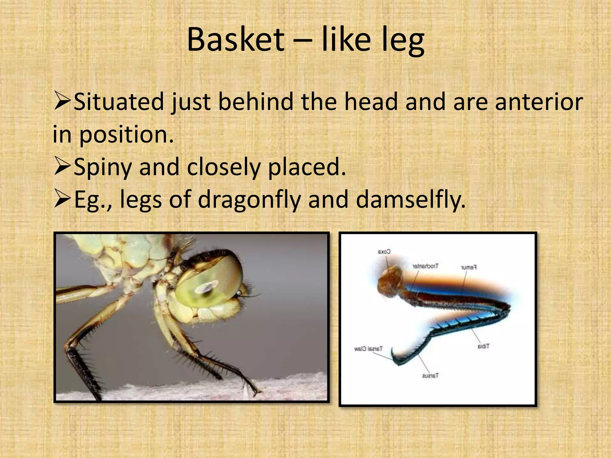 TYPES OF INSECT LEGS | PPTX | Beekeeping | Hobbies & Interests