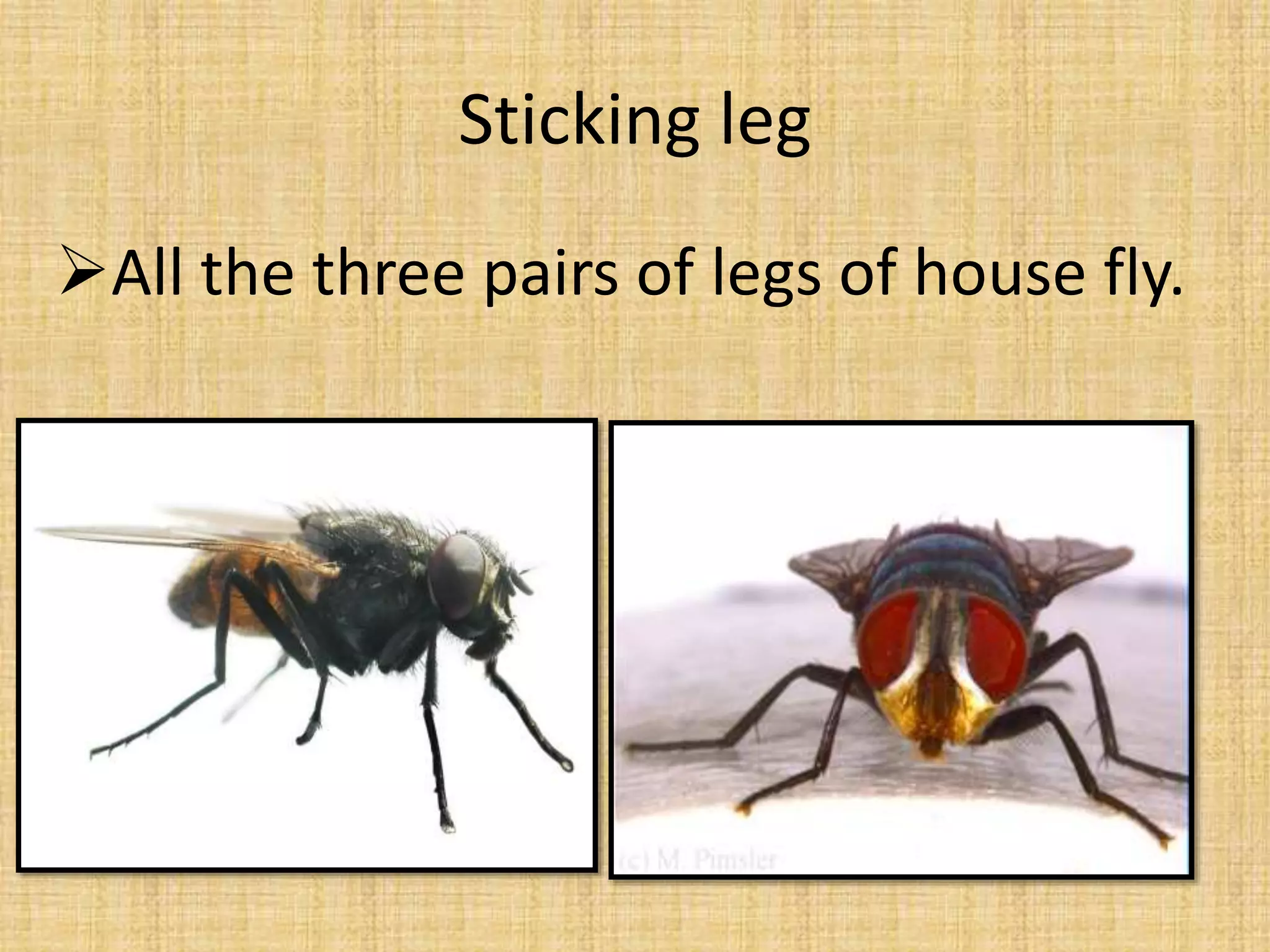 TYPES OF INSECT LEGS | PPTX | Beekeeping | Hobbies & Interests