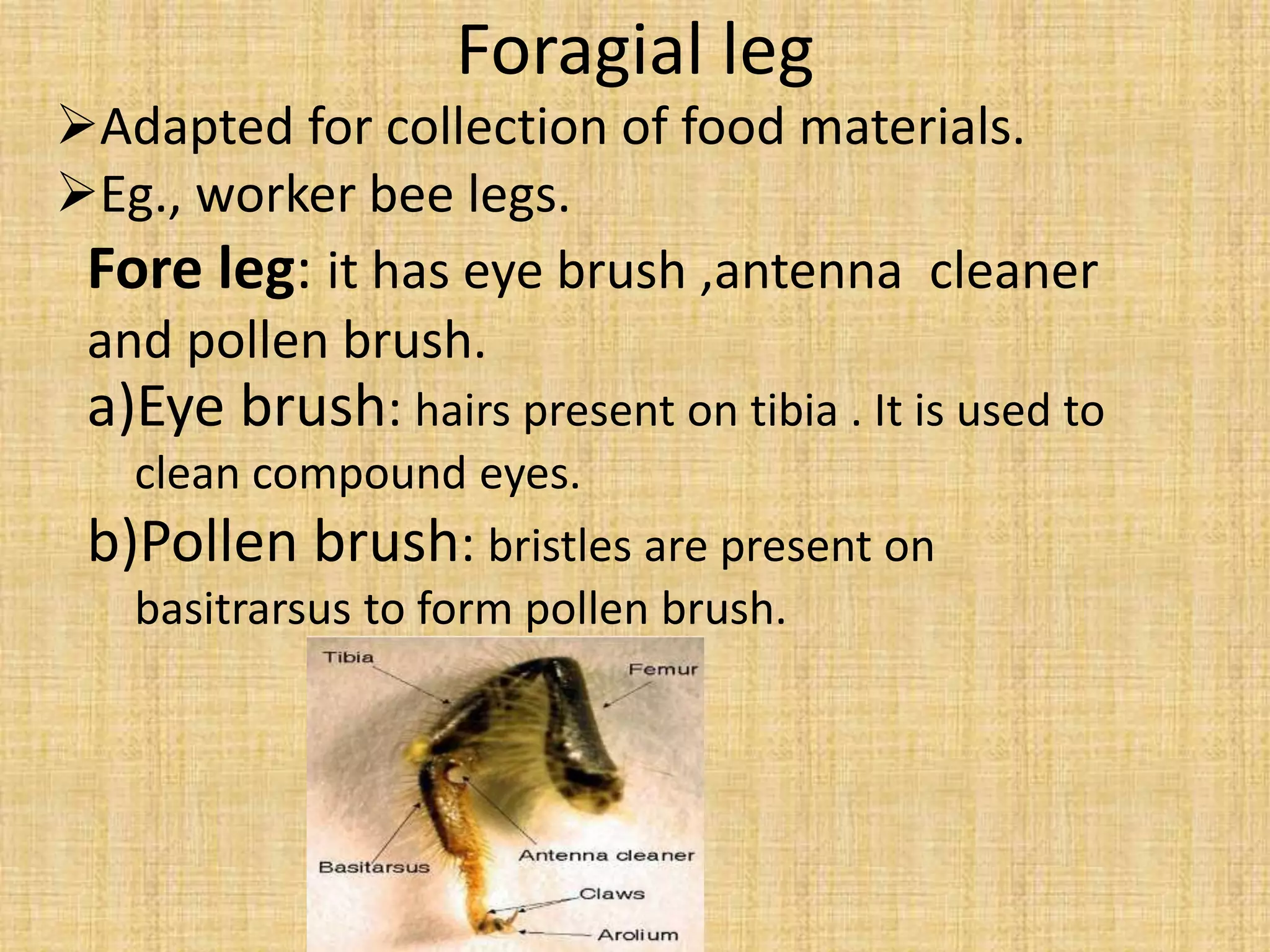 TYPES OF INSECT LEGS | PPTX