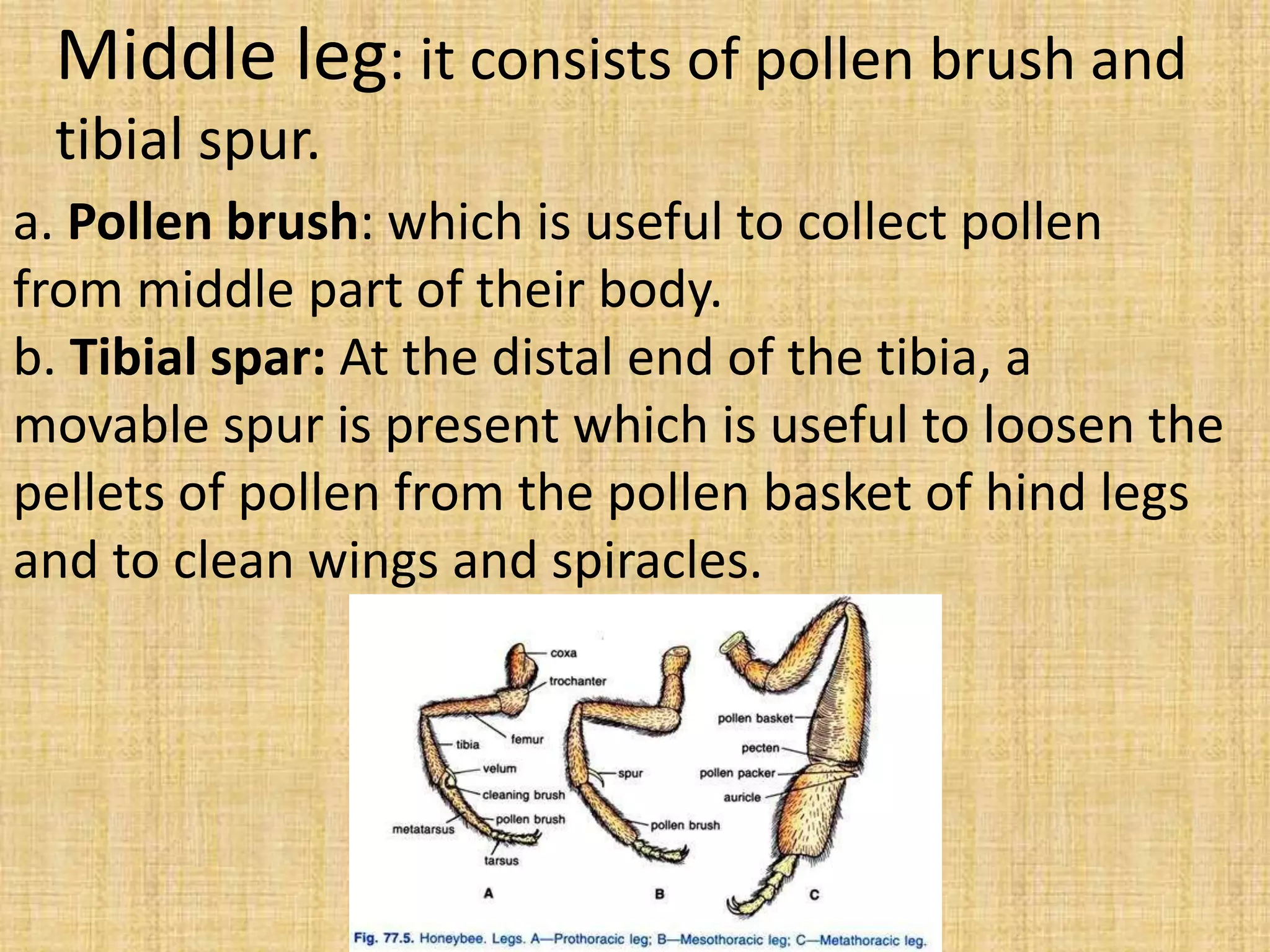 TYPES OF INSECT LEGS | PPTX