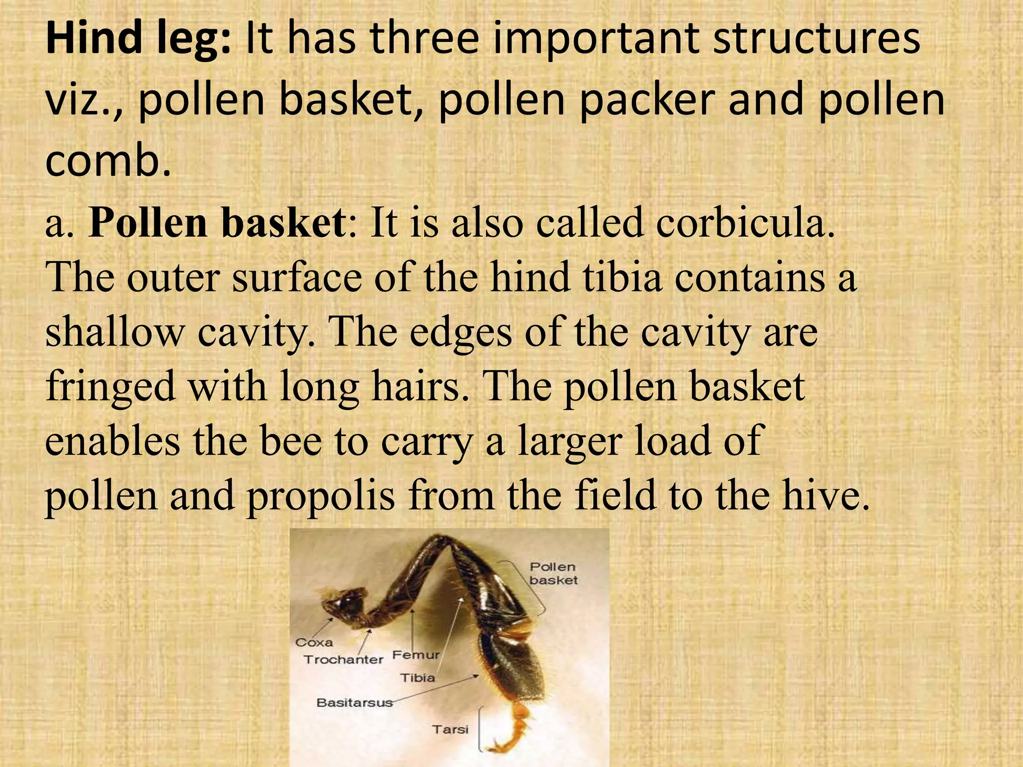 TYPES OF INSECT LEGS | PPTX | Beekeeping | Hobbies & Interests