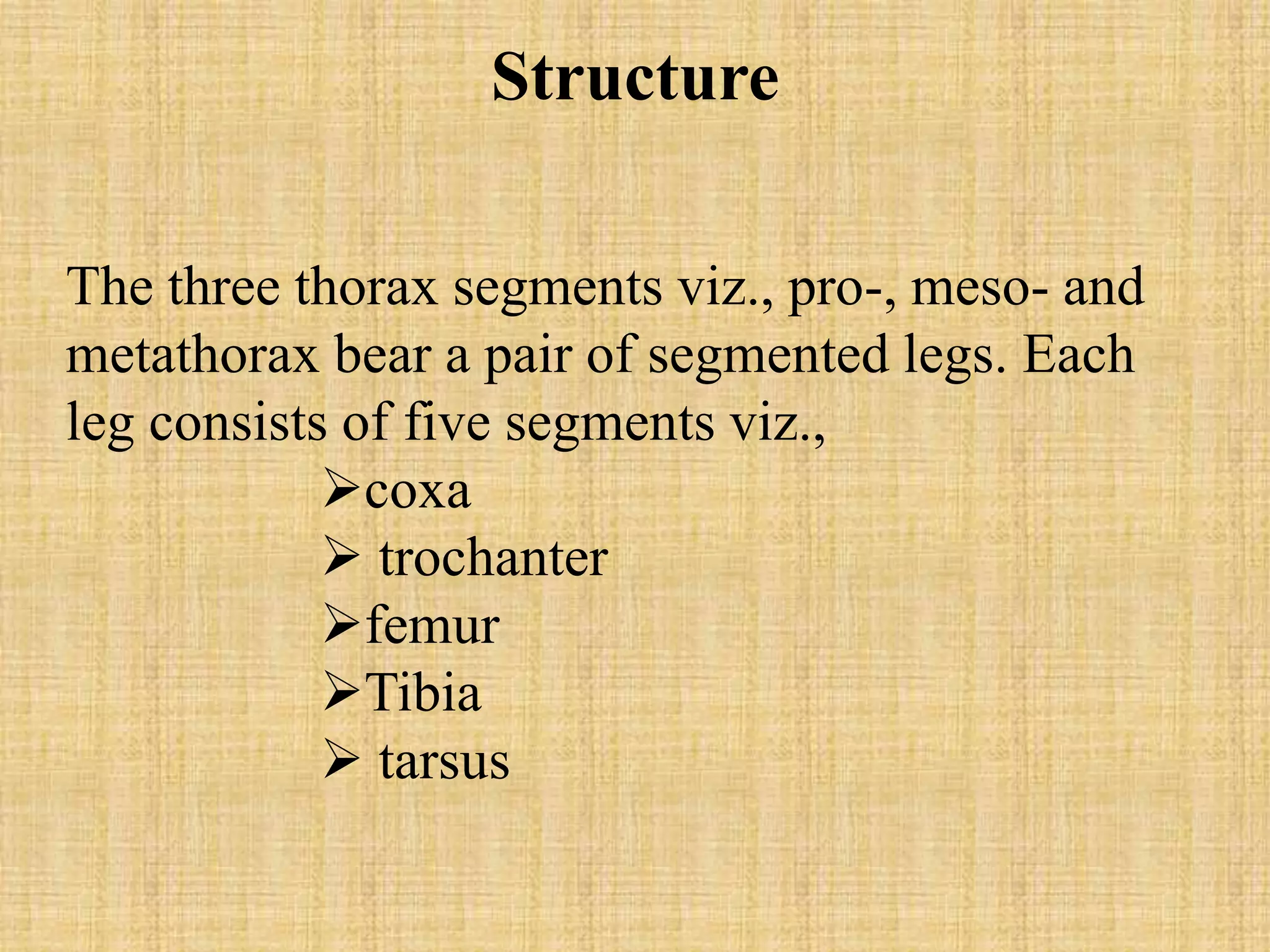 TYPES OF INSECT LEGS | PPTX | Beekeeping | Hobbies & Interests